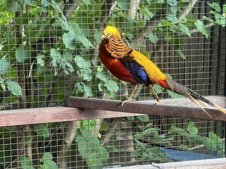 Золотой фазан