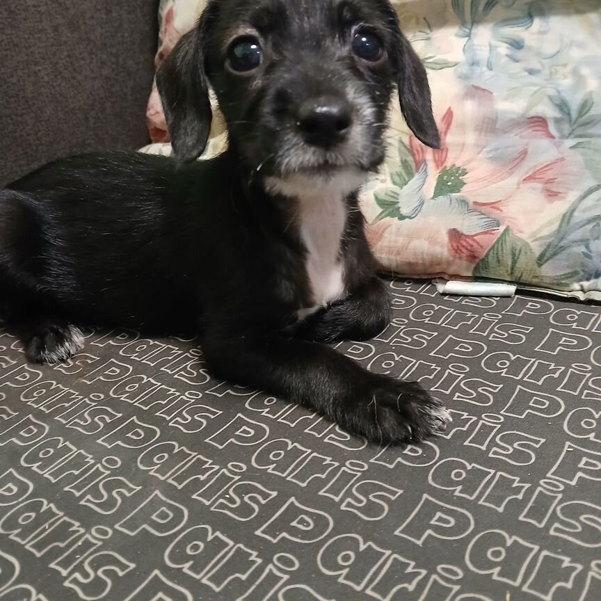 Щенок таксы