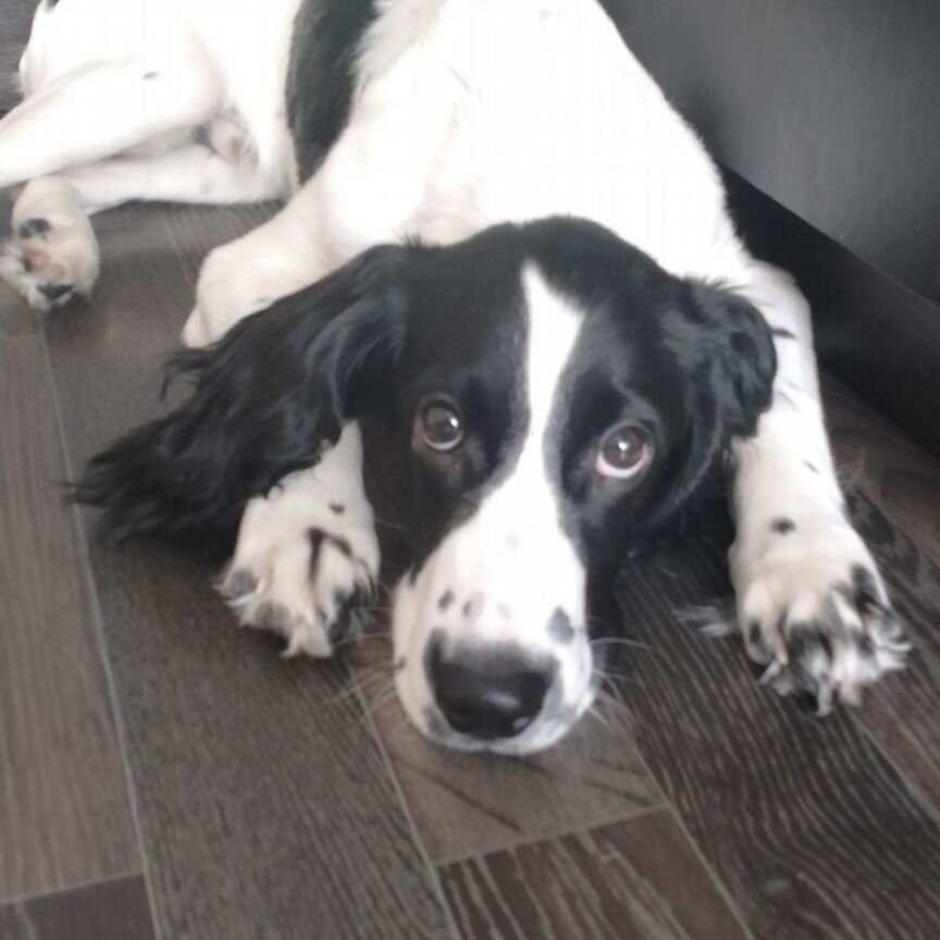 Русский охотничий спаниель, щенок