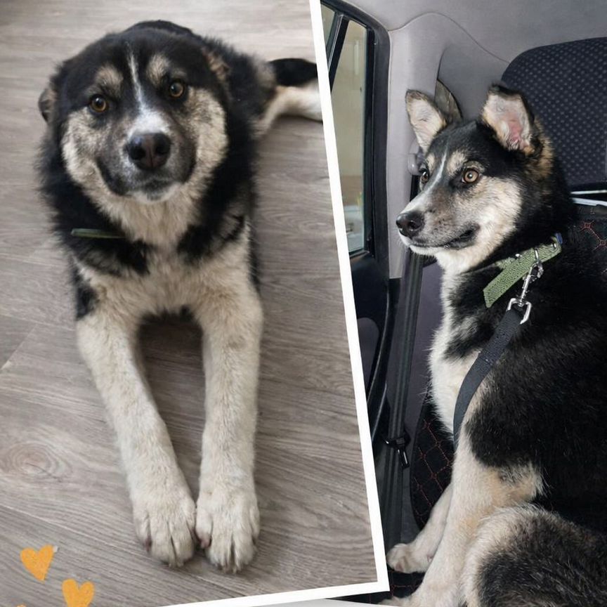 Взрослый пёс в добрые руки