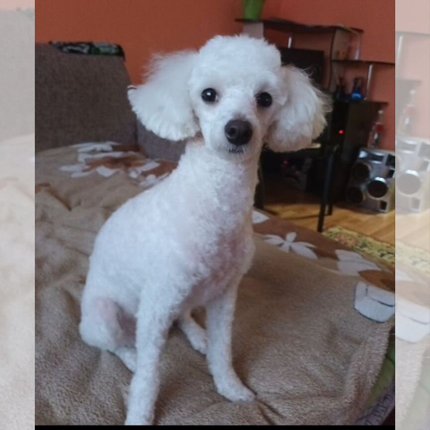 Той-пудель белый