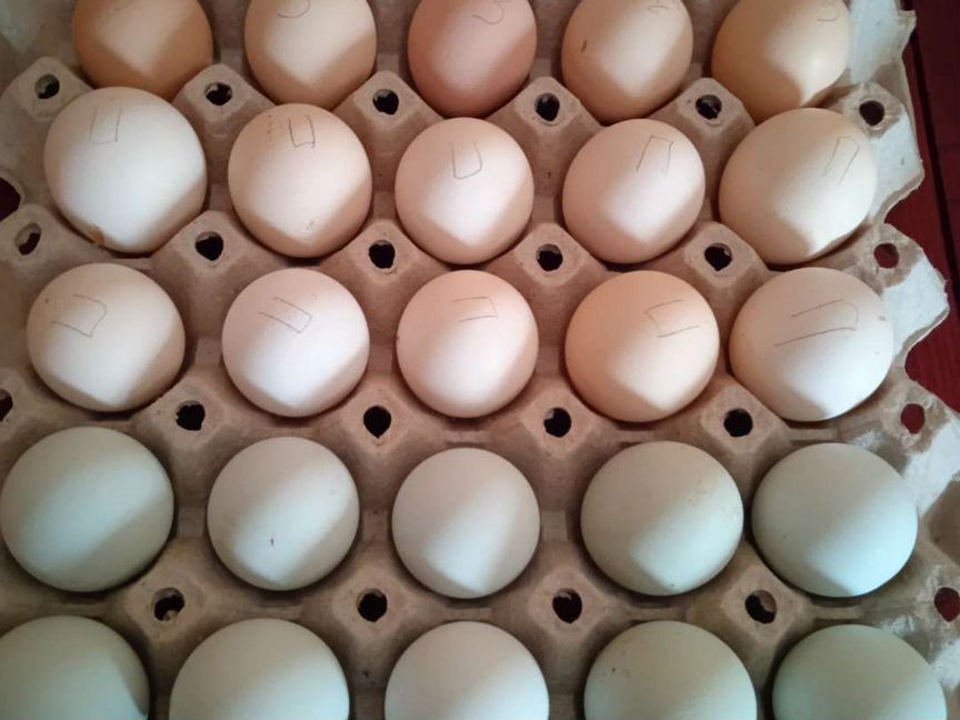 Пушкинская Кучинская Загорская Мини мясная Легбар