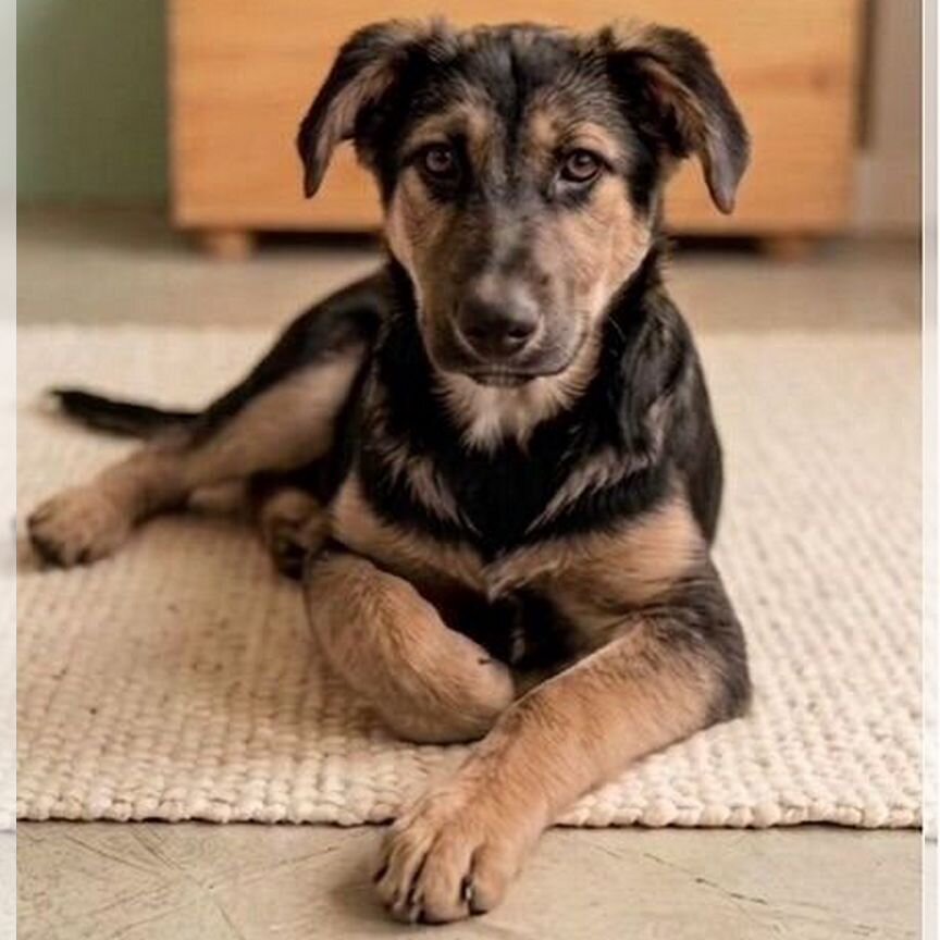 Щенок в добрые руки