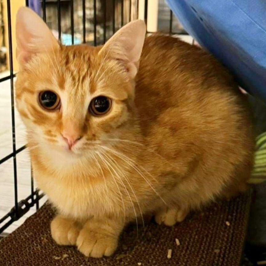 Рыжий котёнок Янтарь из приюта