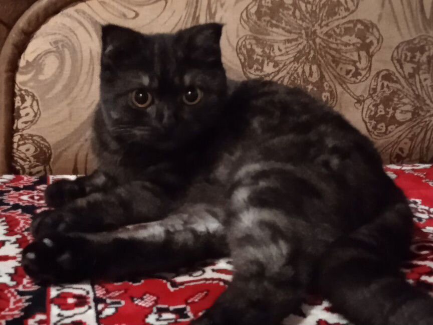 Кошка с котятами