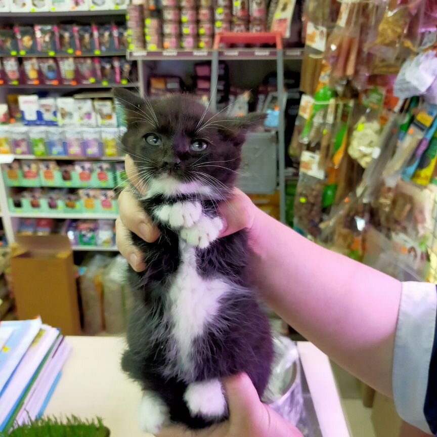 Котята маленькие