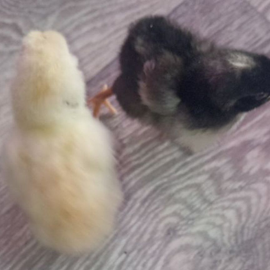 Цыплята несушки