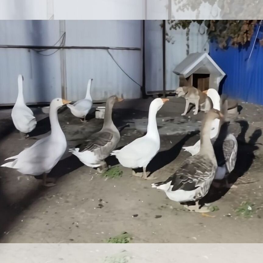 Гуси