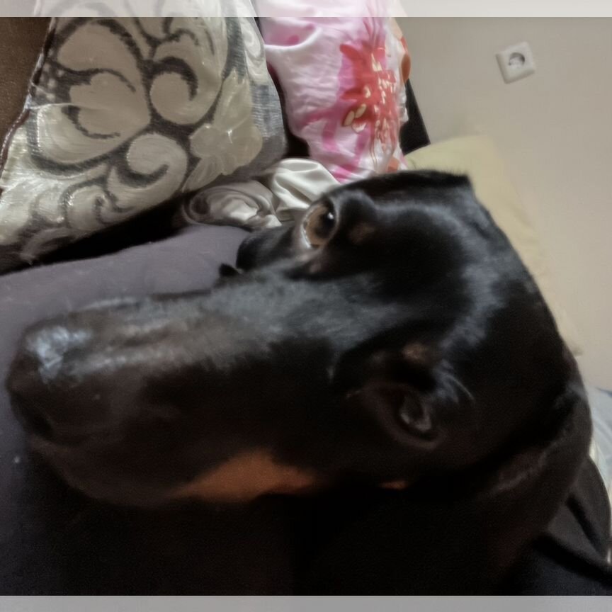 Такса, взрослая собака