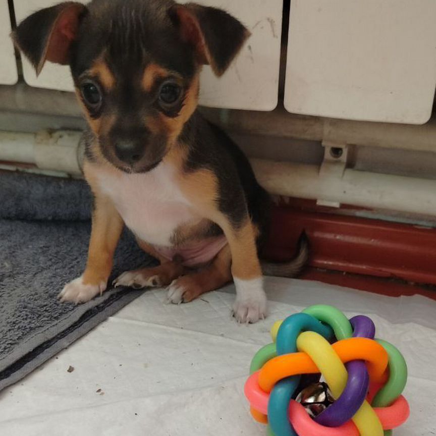 Русский той-терьер, щенок