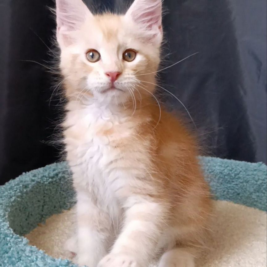 Котята мейн-кун