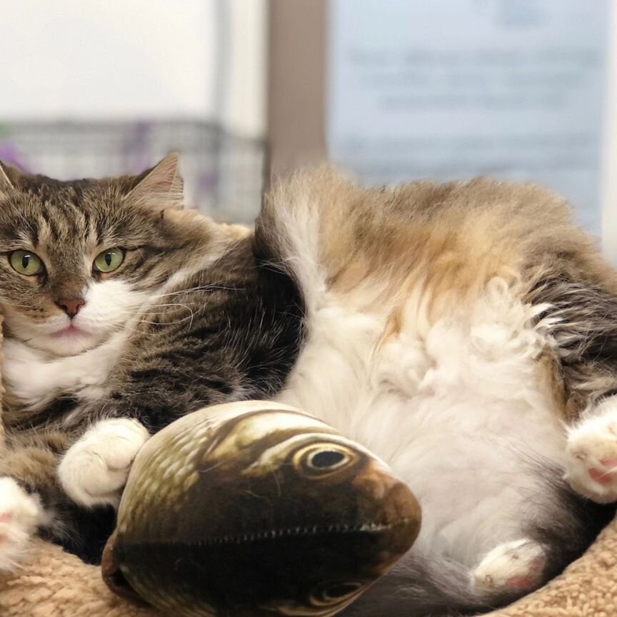 Кошка, возраст 2,5 года