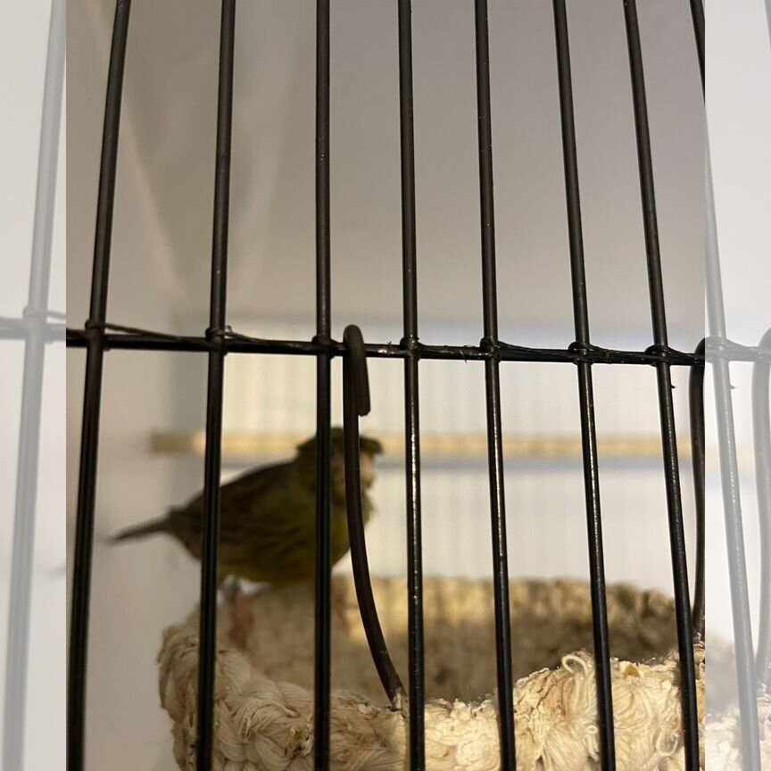 Молодые канарейки