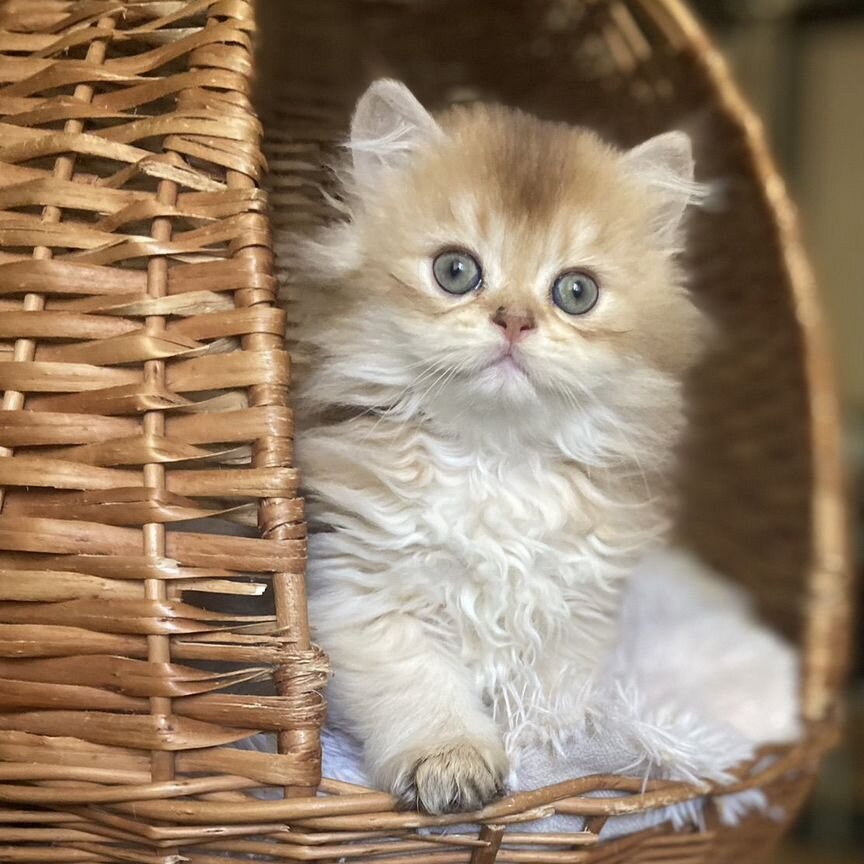 Шотландская кошечка Роза