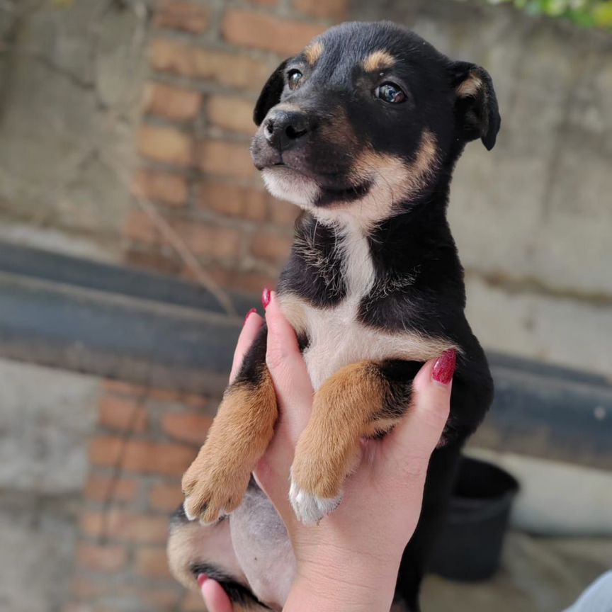 Три девочки