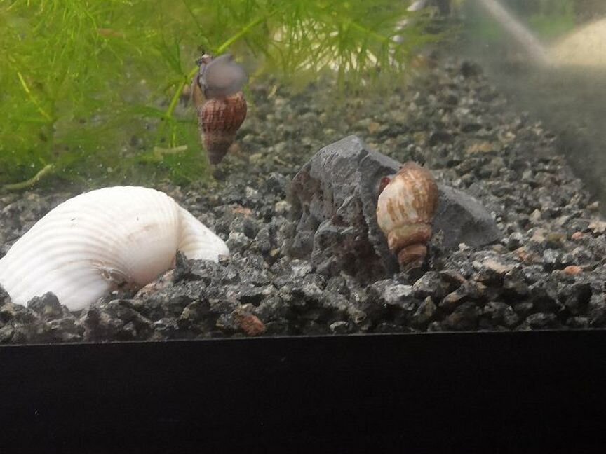 Улитки мелании гранифера