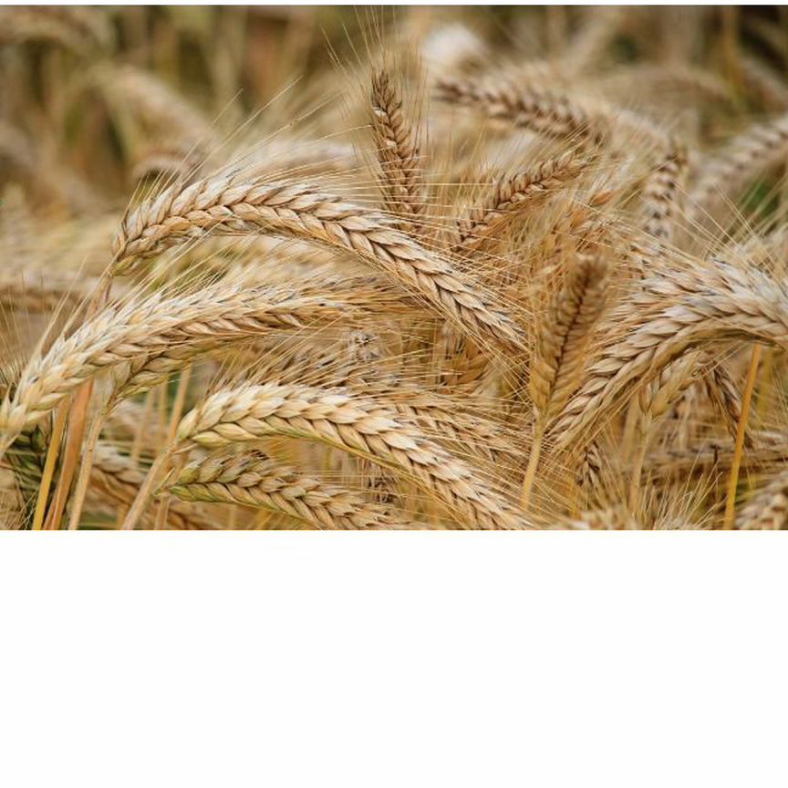 Товары для животных