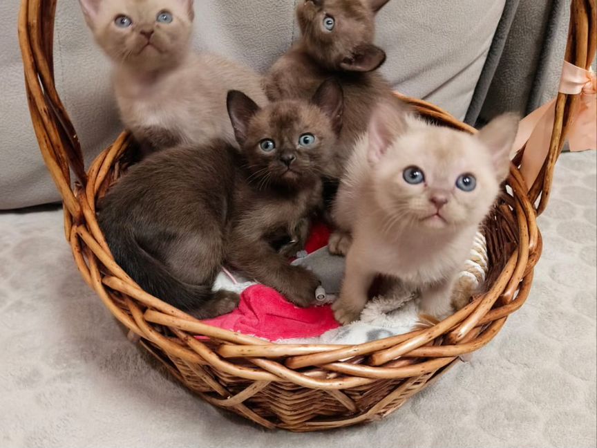Бурманские котята