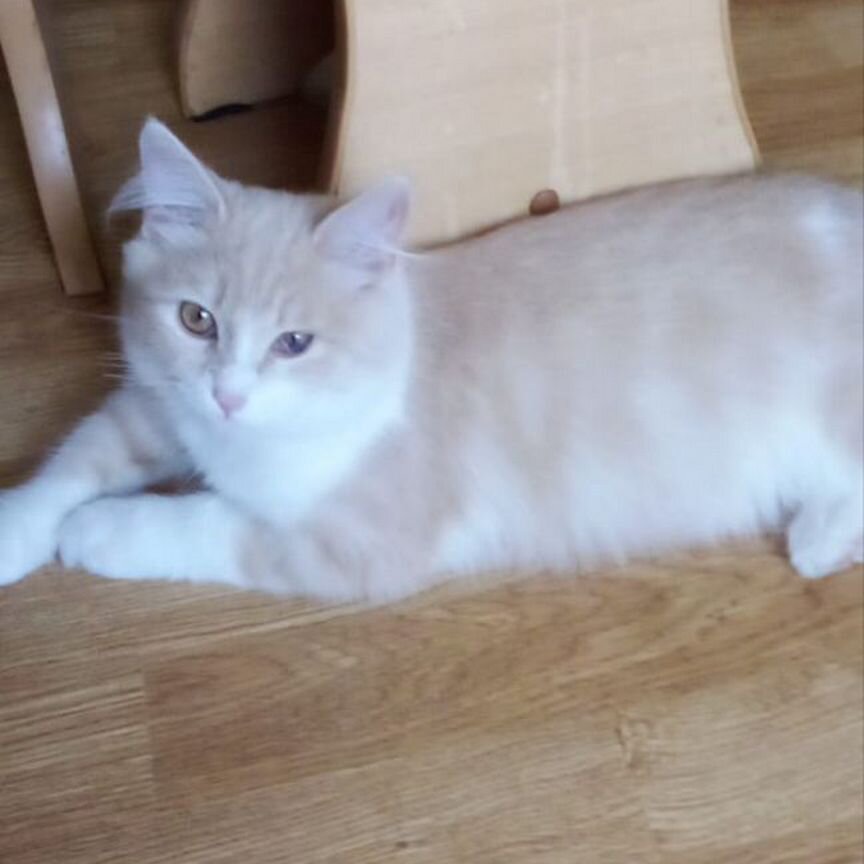 Котики бесплатно в добрые руки