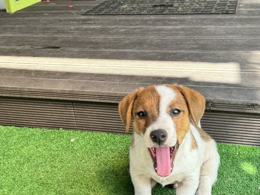 Щенка джек рассел терьера с документами