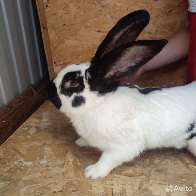 Кролик строкач, нпв