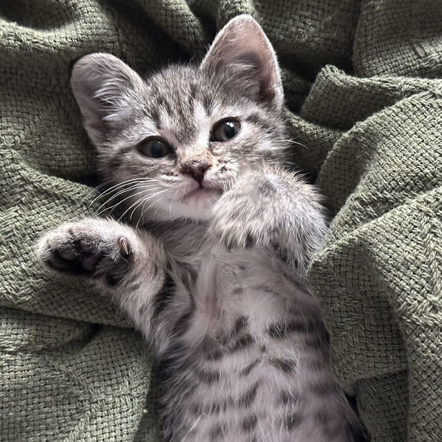 Котёнок в добрые руки