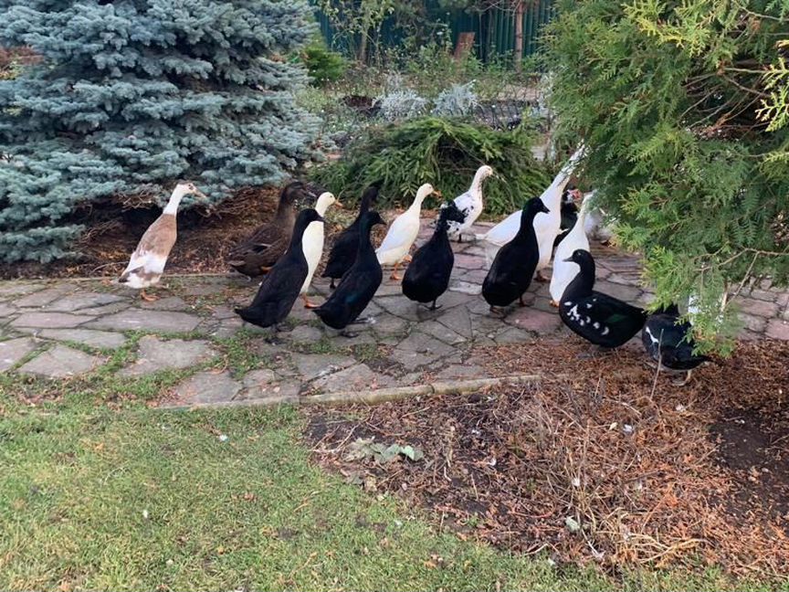 Утята индийский бегунок