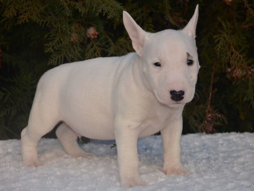 Миниатюрный бультерьер