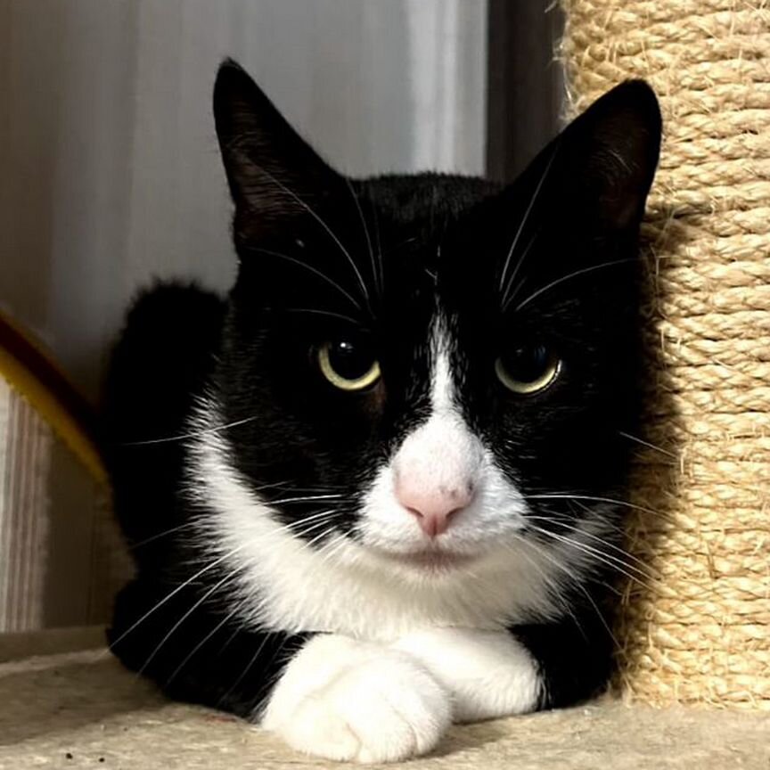 SOS Бросили кота