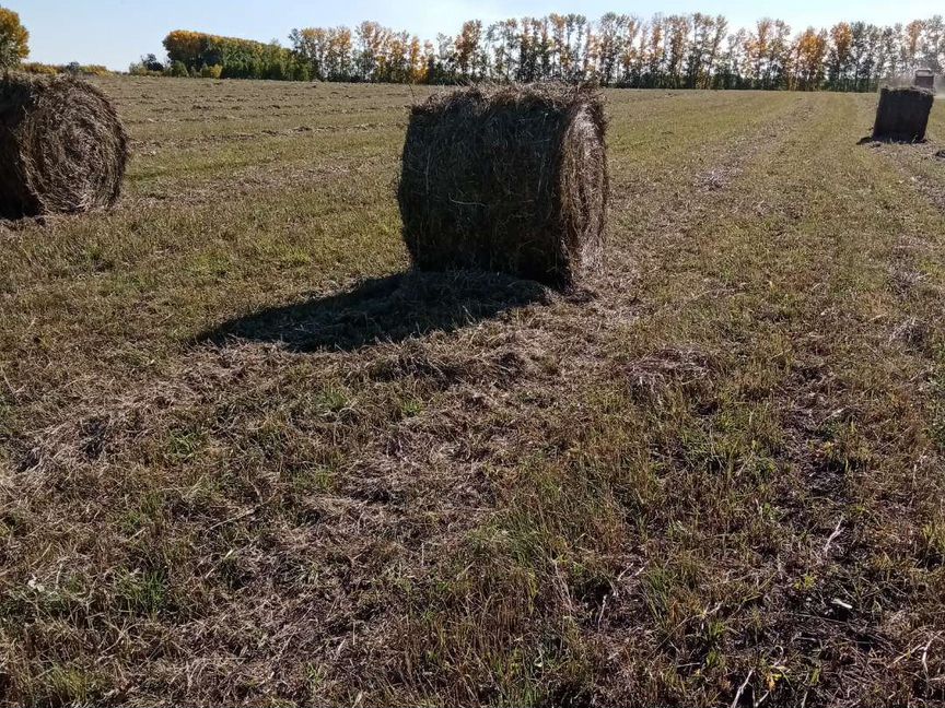 Сено в рулонах 2023 145 пресс 300 кг костёр