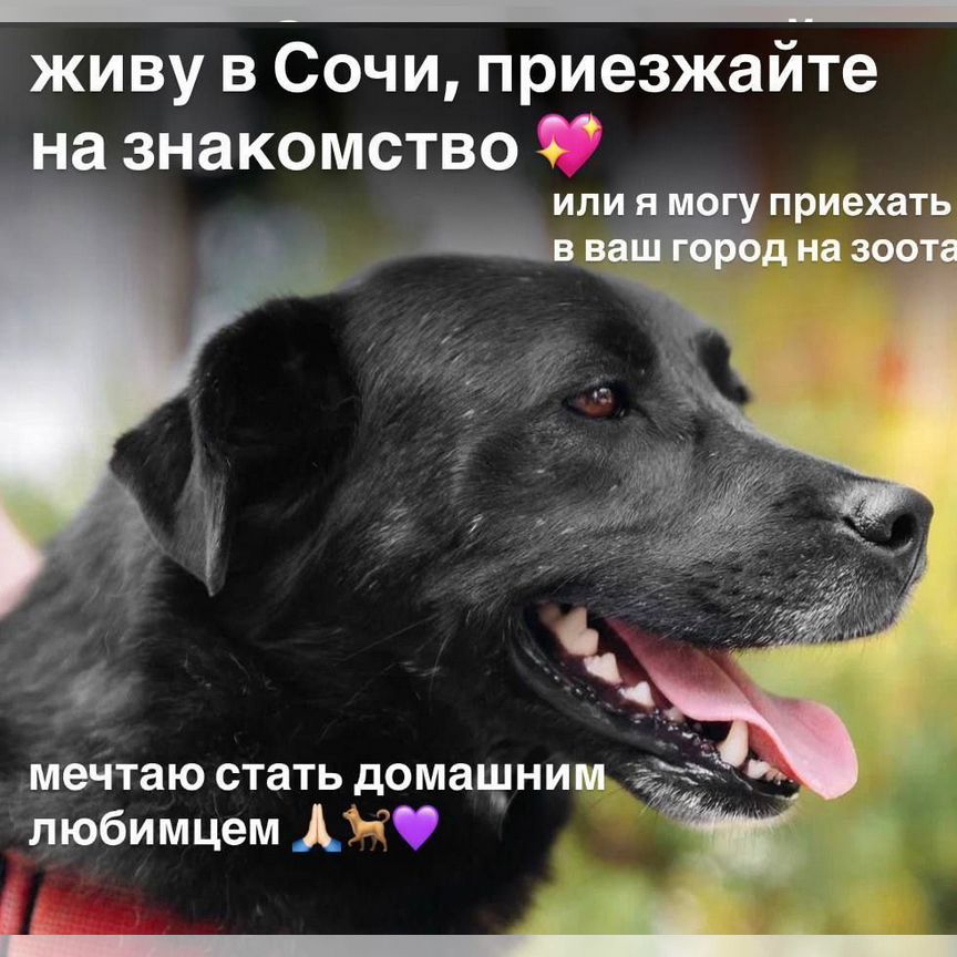 Взрослый пёс в добрые руки