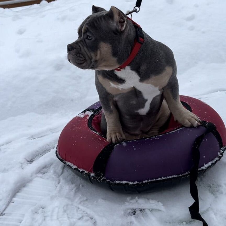 Девочка американского булли покет