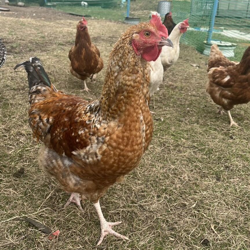 Молодые петухи