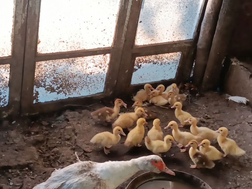 Мускусные утята индоутки