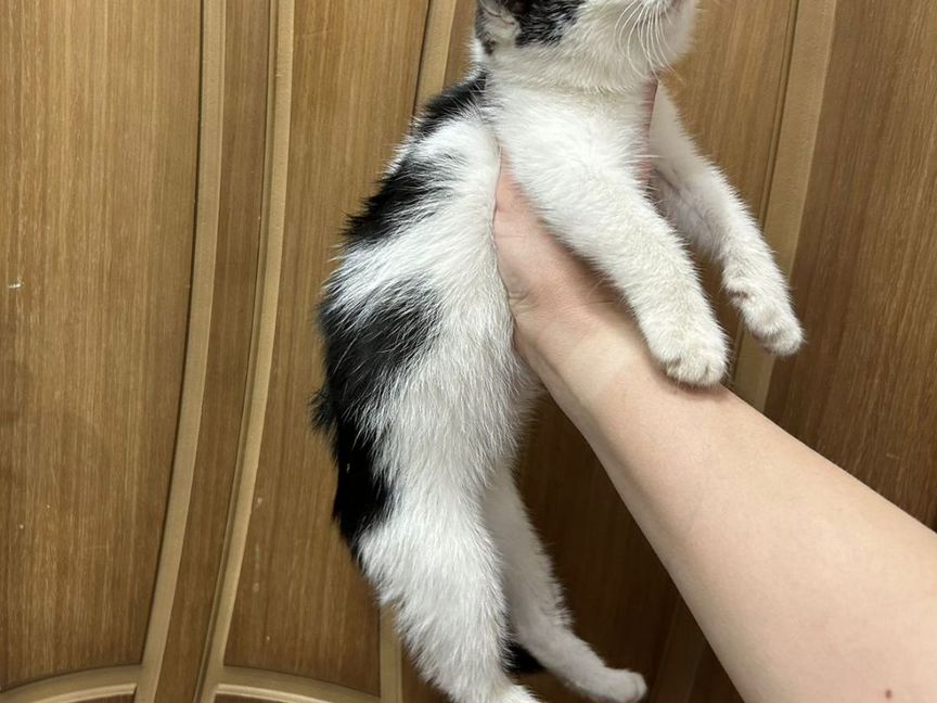 Котёнок ласковый до невозможности