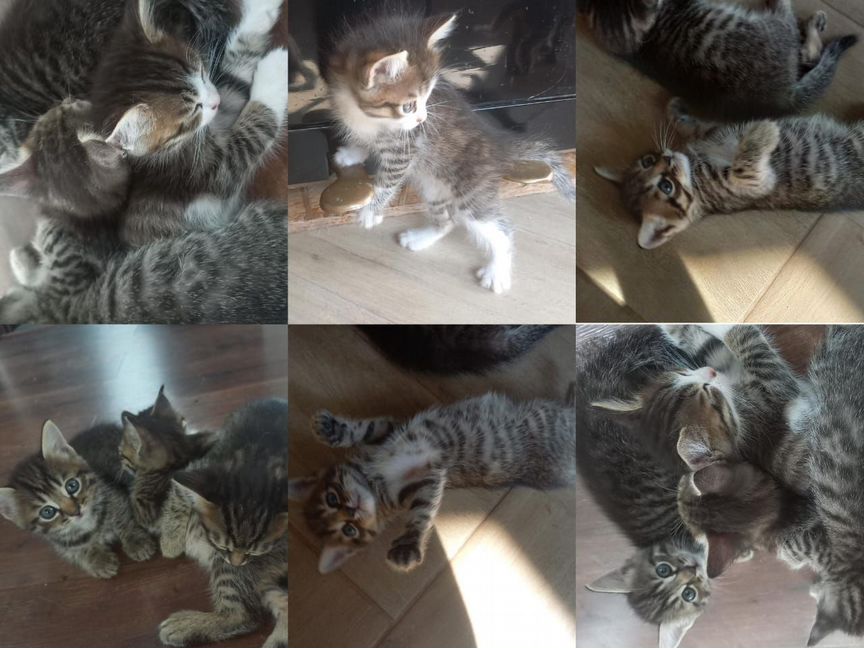Отдадим в добрые руки котят, 1 месяц