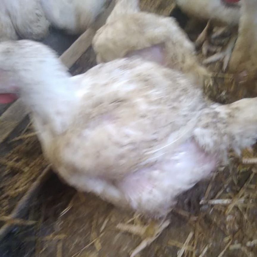 Цыпленок бройлера