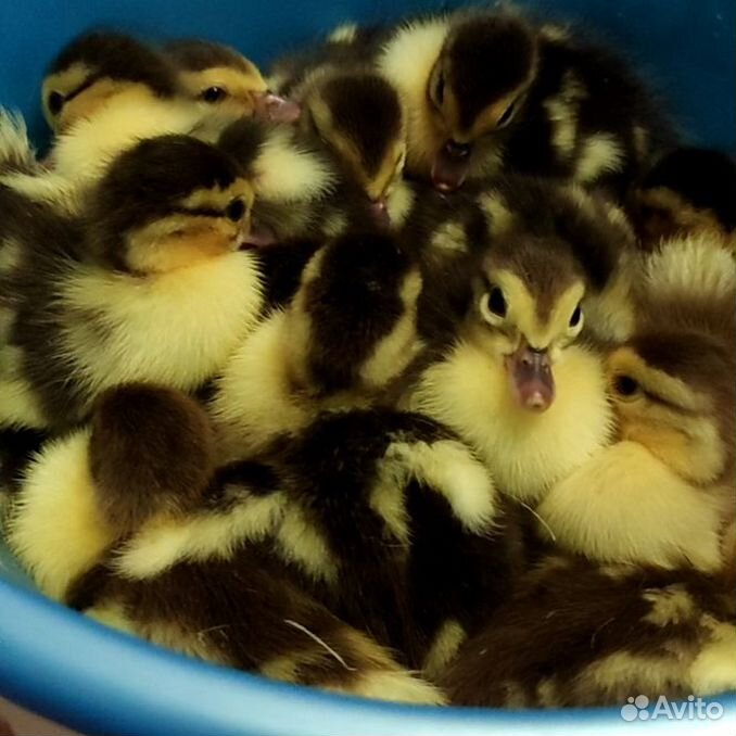 Продаются суточные индоутята