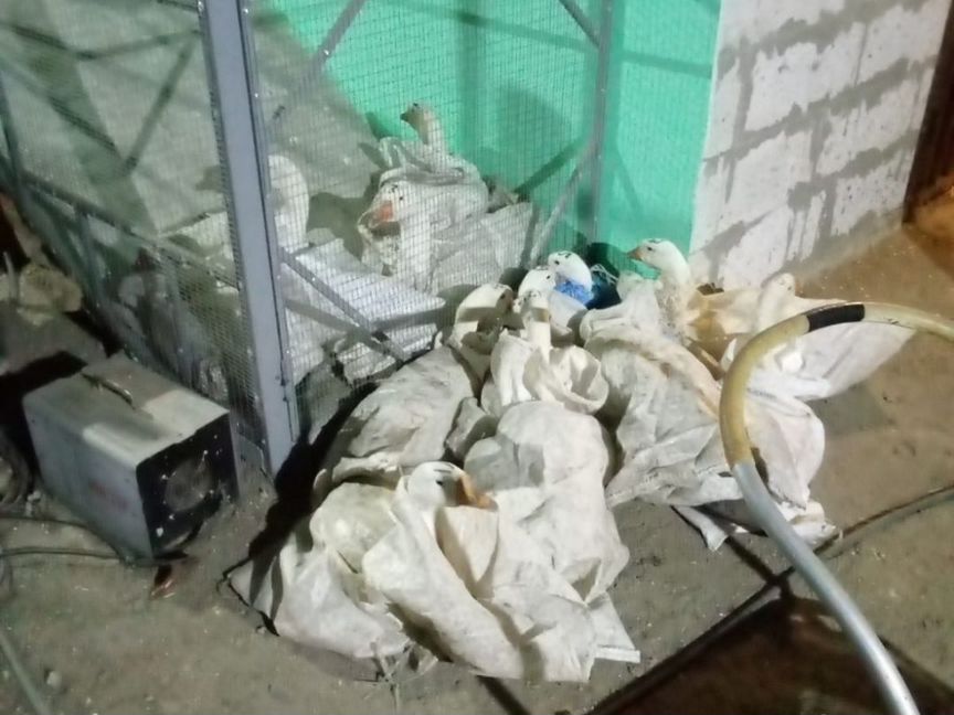 Домашний гусь живым весом