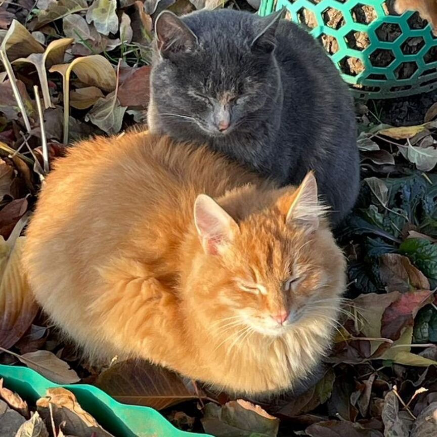 Котята в добрые руки бесплатно