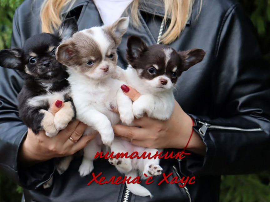 Красавчики