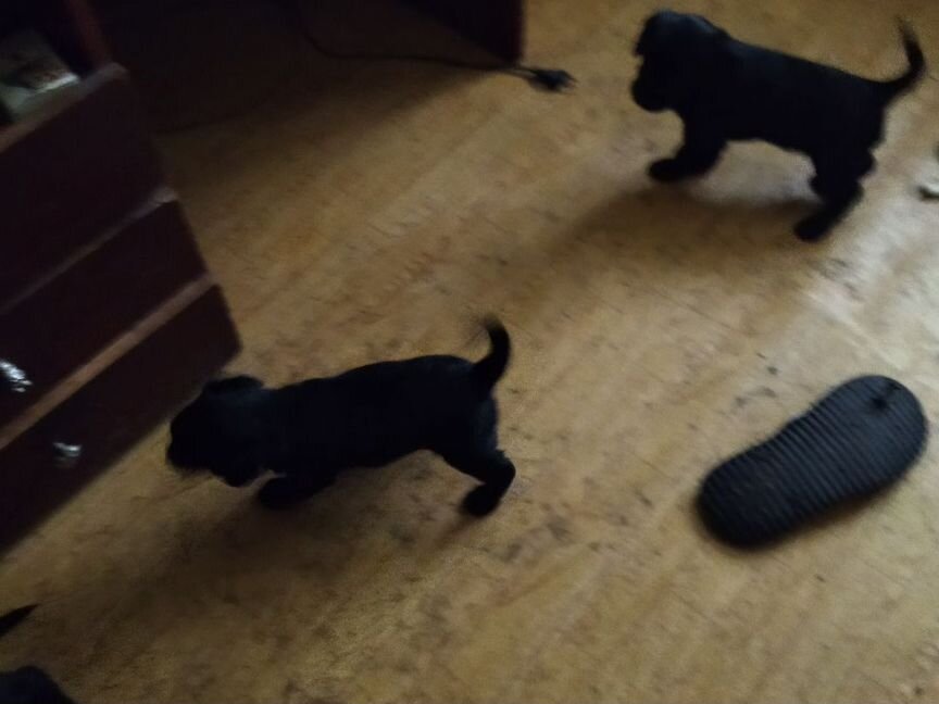 Собаки бесплатно