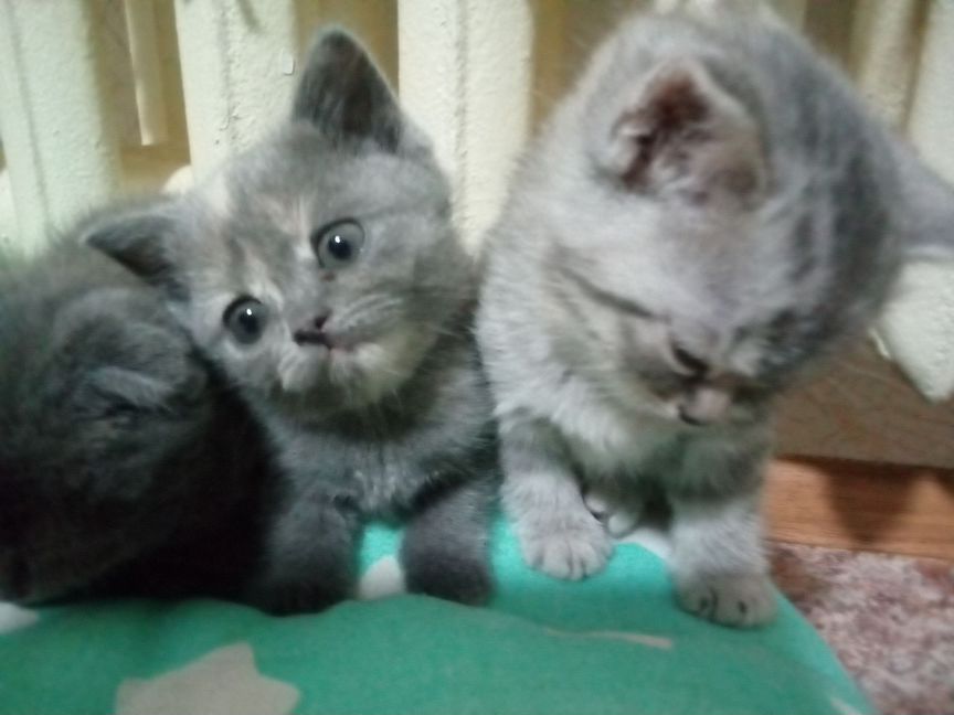 Шотландская