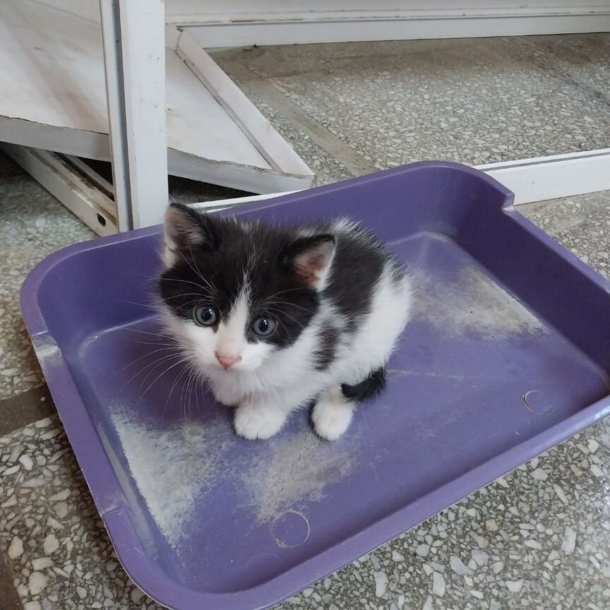 Котята в добрые руки бесплатно