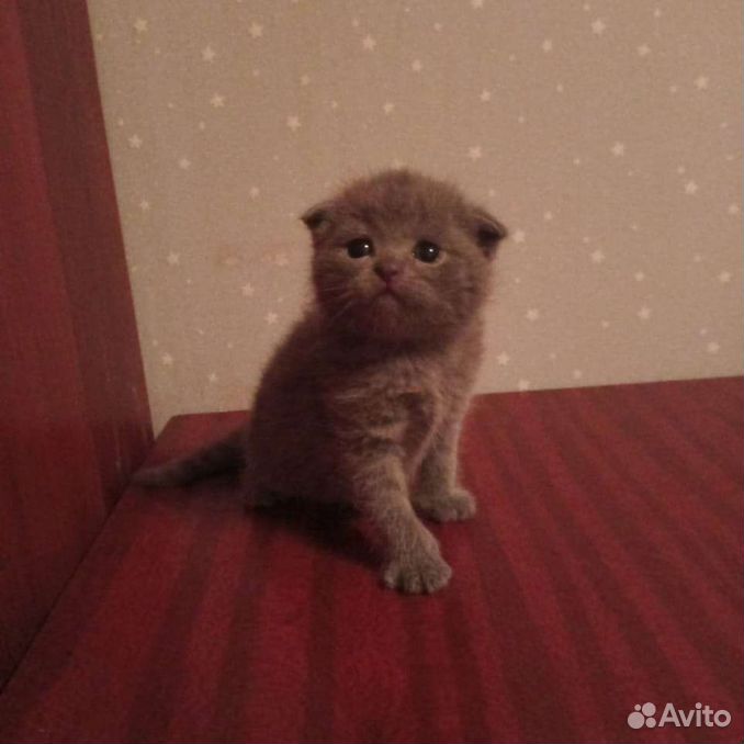 Шотландские котята скотиш-страй