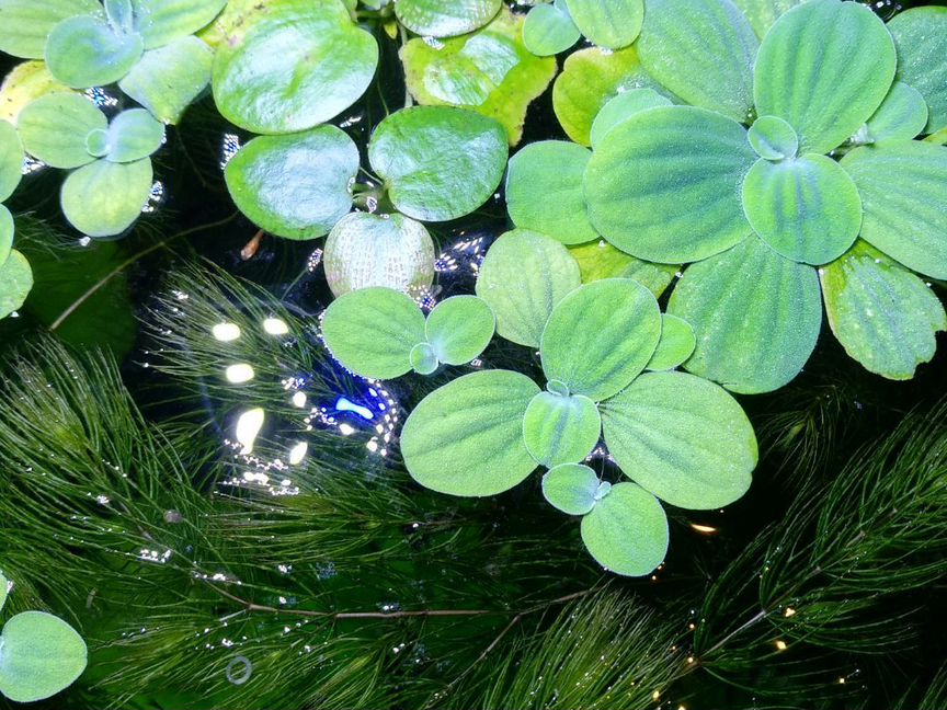 Пистия и роголистник