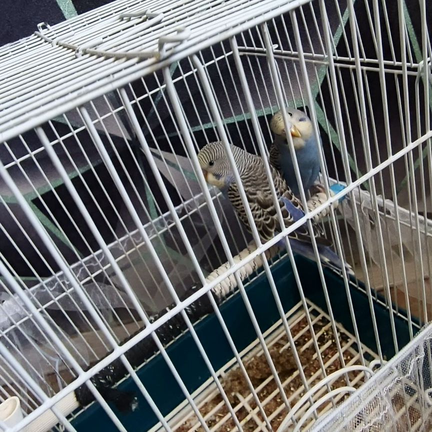 Волнистый попугай