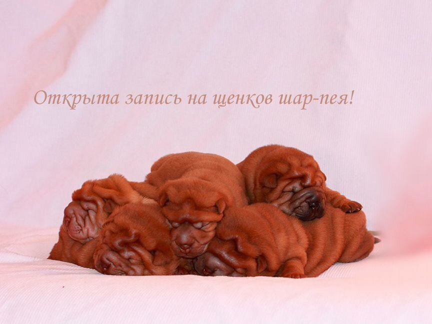 Щенки шарпея, махагон
