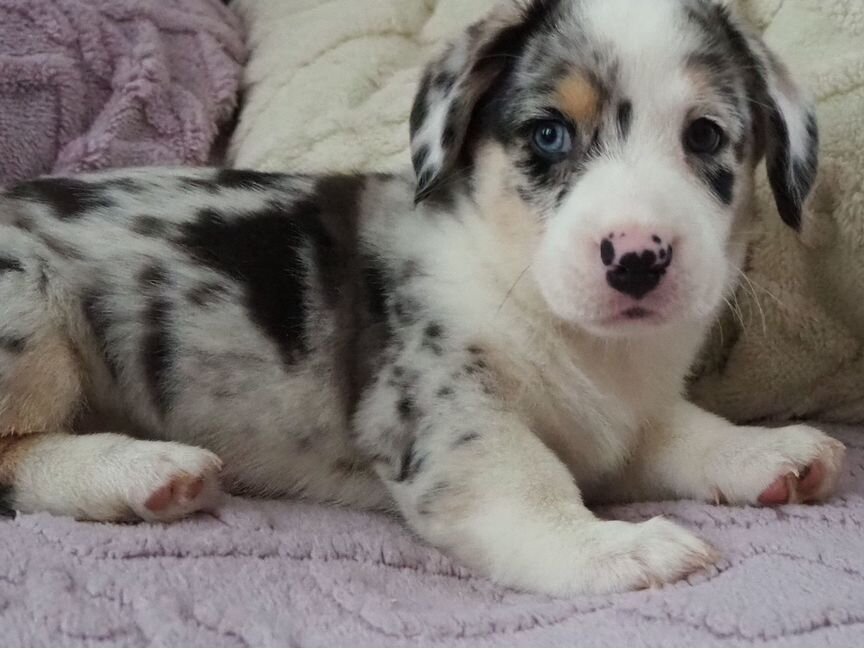 Породный перспективный мальчик корги кардиган