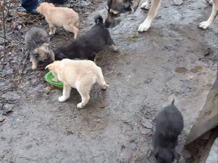 Щенки в опасности